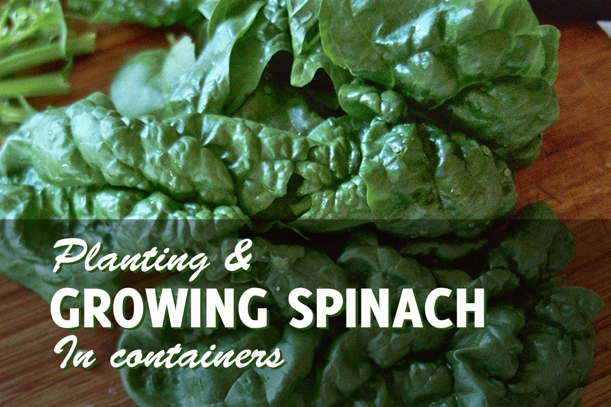 Growing Spinach in Containers at Home - GardenHugs.com