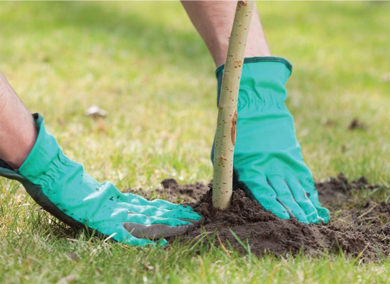 Ash Tree Growing Guide: Disease & Pests, Planting, Pruning & Care ...